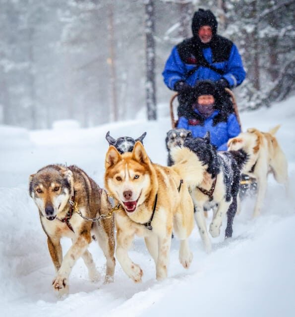 Rovaniemi: Husky Sled Ride and Farm Visit - An In-Depth Look at the Husky Sled Ride and Farm Visit