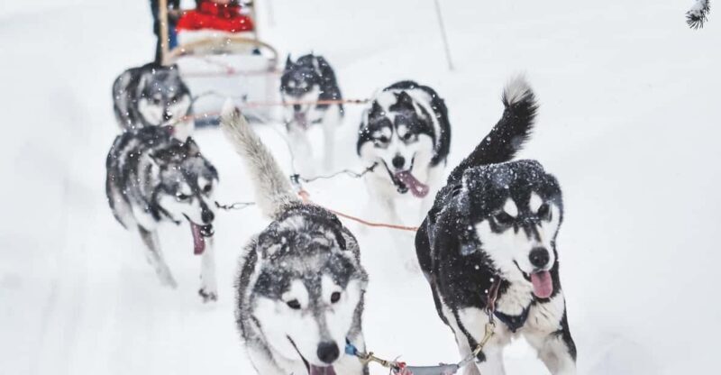 Rovaniemi: Husky Sled Ride and Farm Visit - Key Points
