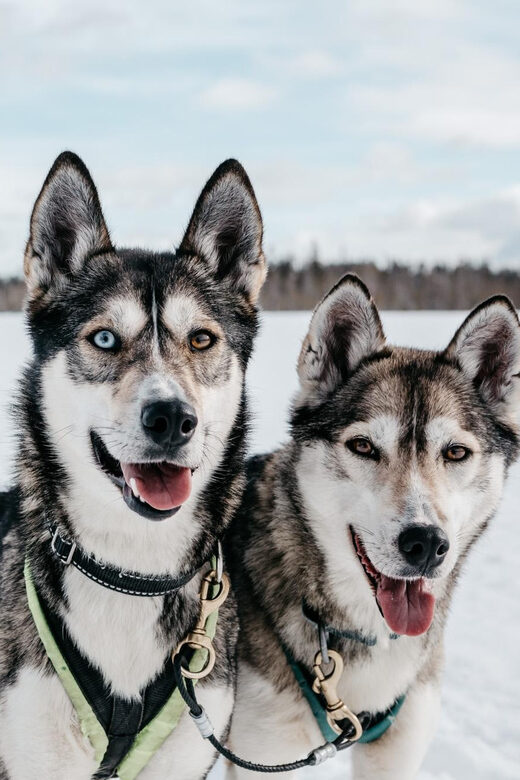 Rovaniemi: Husky Sled Ride and Farm Visit - A Detailed Look at the Tour