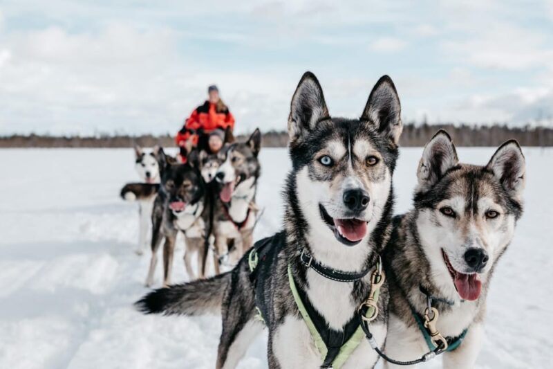 Rovaniemi: Husky Sled Ride and Farm Visit - Who Should Book This Tour?