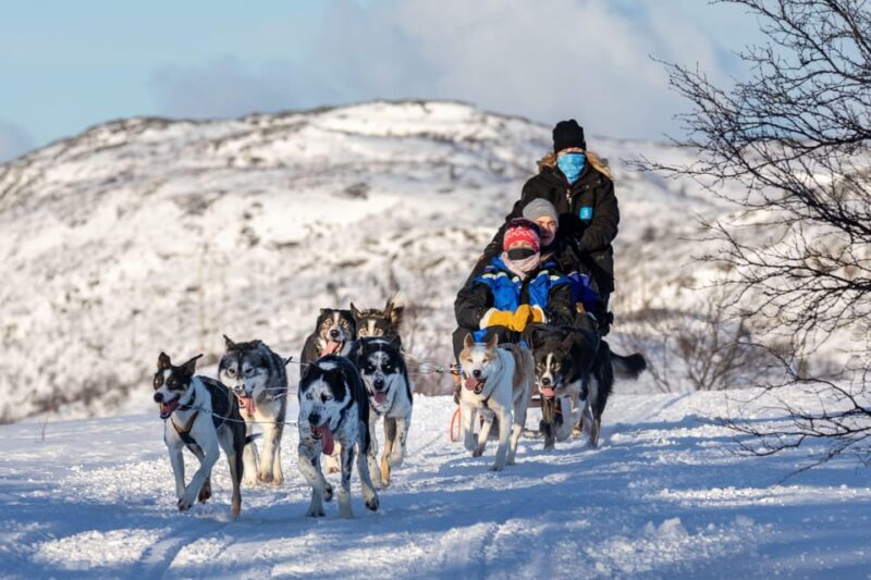 Rovaniemi: Husky Sled Ride and Farm Visit - The Sum Up: Who Will Love This Experience?