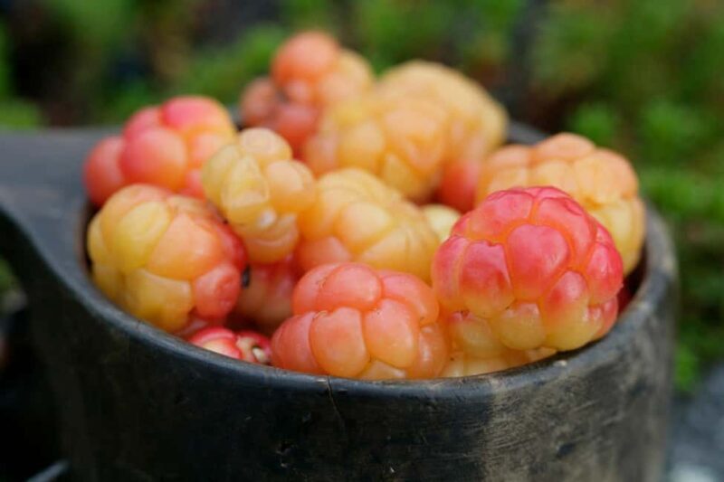 Rovaniemi: Insider Berry and Mushroom Picking & Pancakes - Who Will Love This Experience?