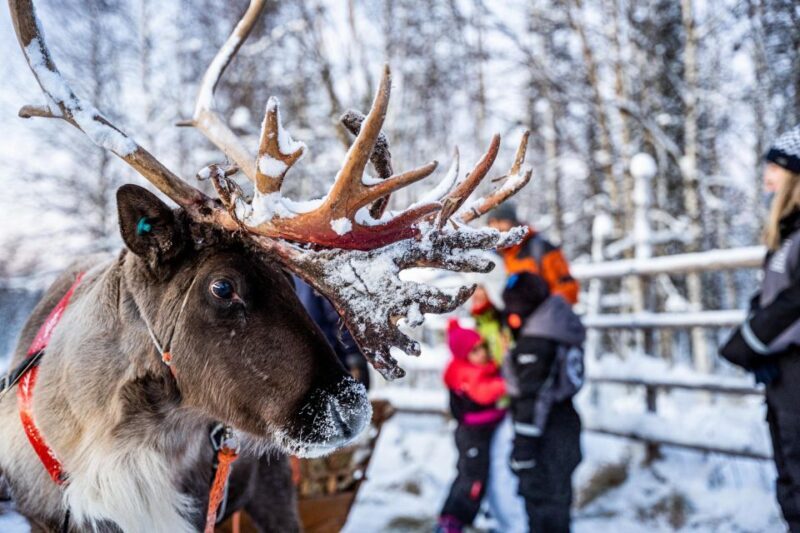 Rovaniemi: Local Reindeer Farm Visit with Sleigh Ride - Introduction