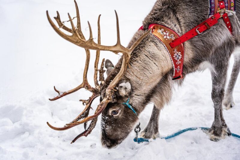 Rovaniemi: Local Reindeer Farm Visit with Sleigh Ride - The Itinerary: What to Expect