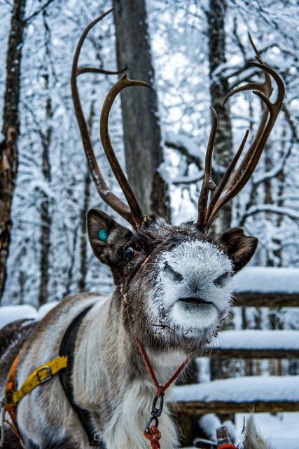Rovaniemi: Local Reindeer Farm Visit with Sleigh Ride - Transportation and Group Size