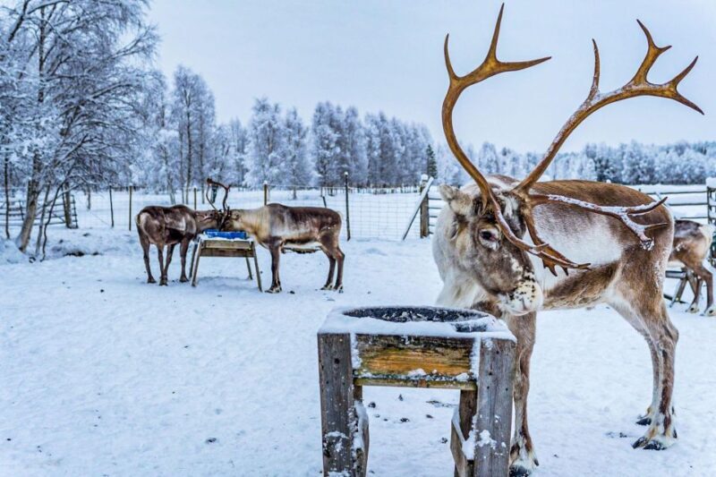 Rovaniemi: Local Reindeer Farm Visit with Sleigh Ride - Who Should Consider This Tour?