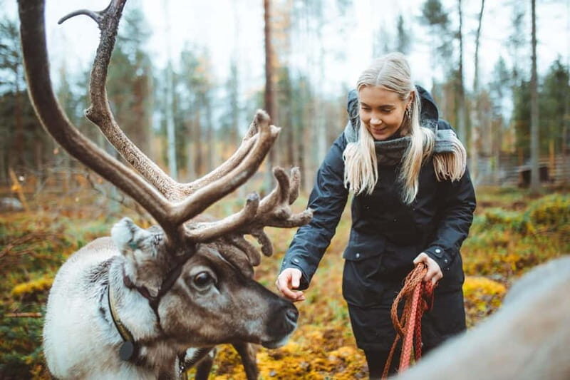 Rovaniemi: Meet Santa Claus and His Friends - An In-Depth Look at the Tour