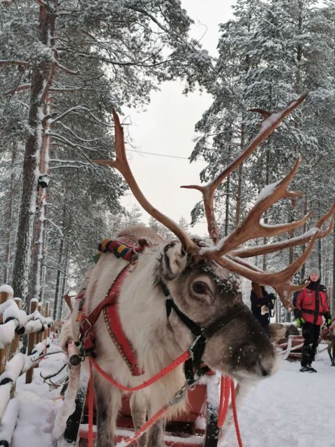 Rovaniemi: Meet Santa Claus, Reindeer Sleigh Ride & Huskies - Logistics and Value