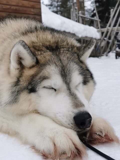 Rovaniemi: Meet Santa Claus, Reindeer Sleigh Ride & Huskies - Who Will Love This Tour?