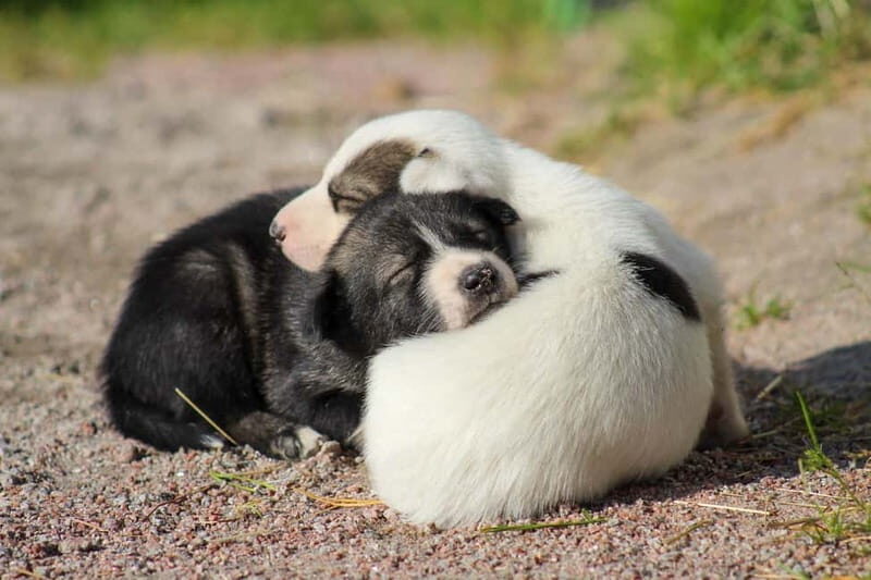 Rovaniemi: Modern husky kennel tour and cart ride in summer - Frequently Asked Questions