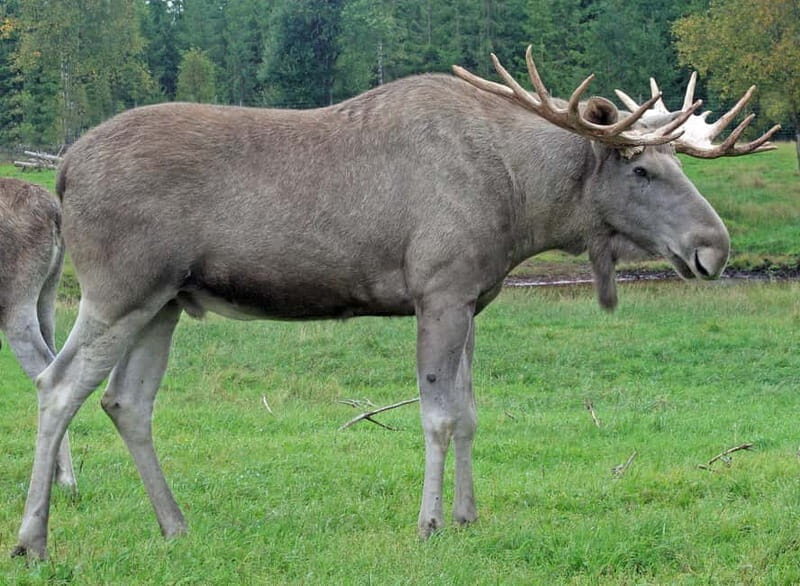 Rovaniemi: Moose Spotting Safari with good snacks - Key Points