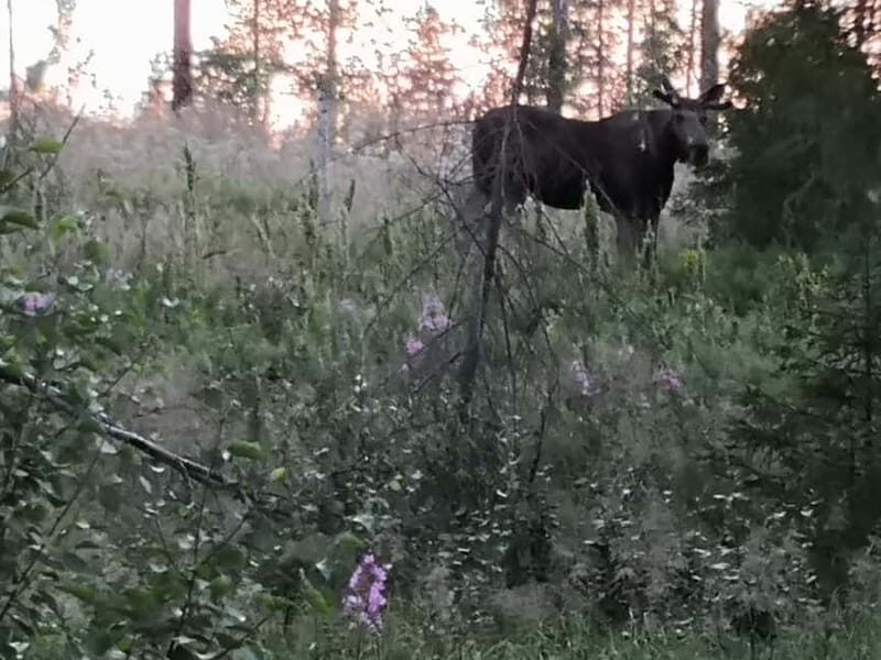Rovaniemi: Moose Spotting Safari with good snacks - An Authentic Wilderness Experience