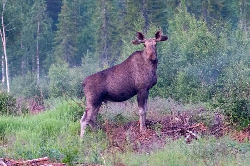 Rovaniemi: Moose Spotting Safari with good snacks - Value and Practical Considerations