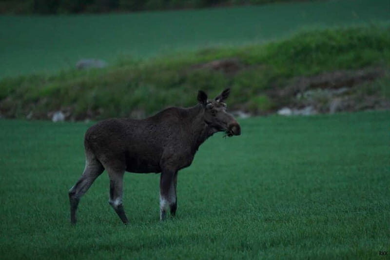 Rovaniemi: Moose Spotting Safari with good snacks - Who Should Consider This Tour?