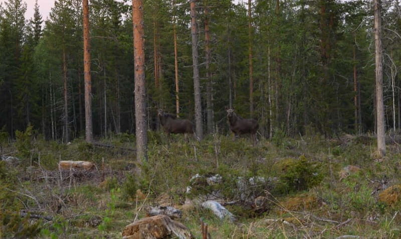 Rovaniemi: Moose Spotting Safari with good snacks - Final Thoughts