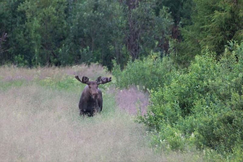 Rovaniemi: Moose Spotting Safari with good snacks - FAQ