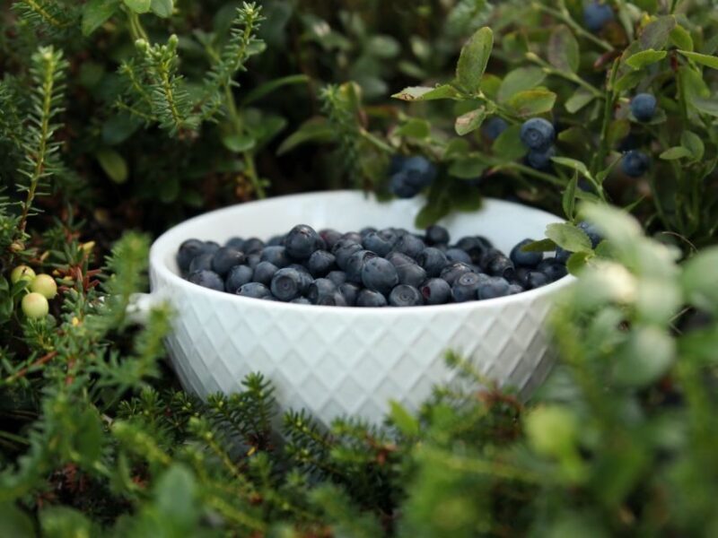 Rovaniemi: Mushrooms & Wild Berries Picking Tour - An Introduction to the Lapland Foraging Adventure