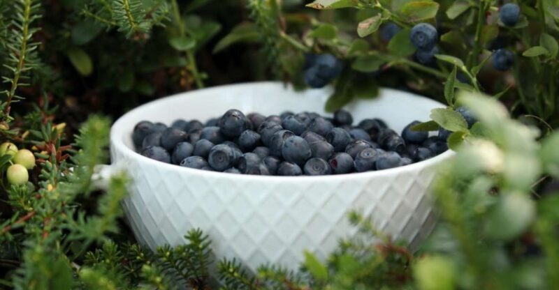 Rovaniemi: Mushrooms & Wild Berries Picking Tour - Why This Tour Offers Value