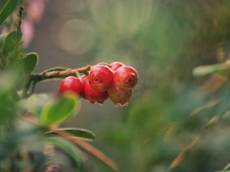 Rovaniemi: Mushrooms & Wild Berries Picking Tour - A Closer Look at the Itinerary and Experience