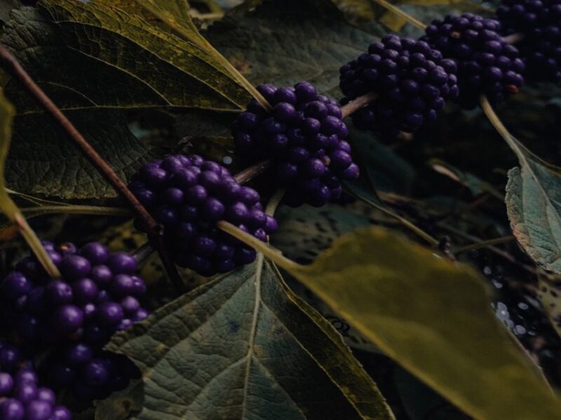 Rovaniemi: Mushrooms & Wild Berries Picking Tour - Final Thoughts