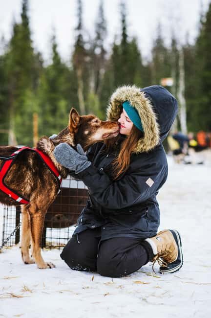 Rovaniemi: One Hour Husky Adventure - Introduction