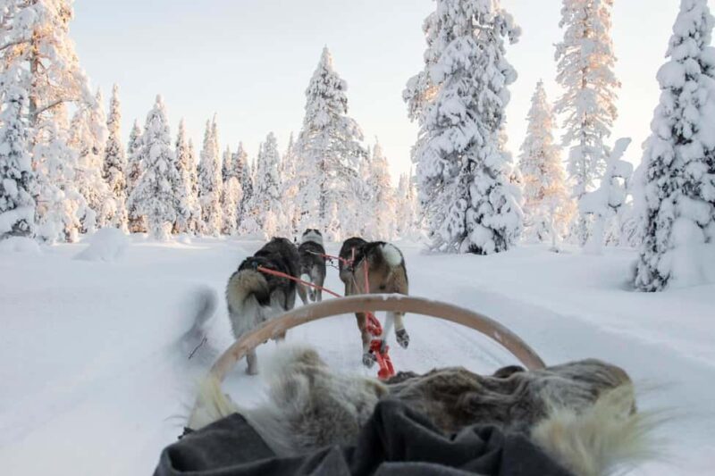 Rovaniemi: One Hour Husky Adventure - Final Thoughts