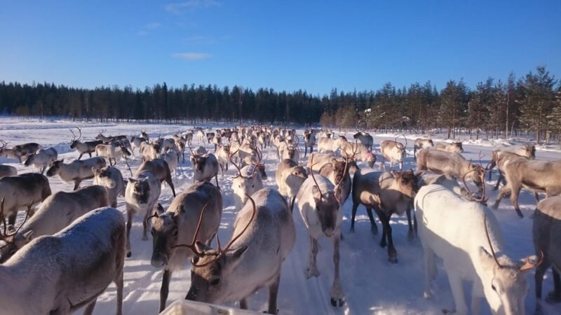 Rovaniemi: Private reindeer farm visit & culture experience - Rovaniemi: Private reindeer farm visit & culture experience - An In-Depth Review