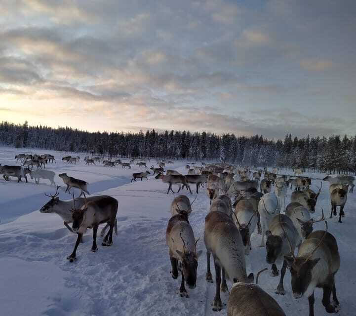 Rovaniemi: Private reindeer farm visit & culture experience - A Closer Look at the Experience