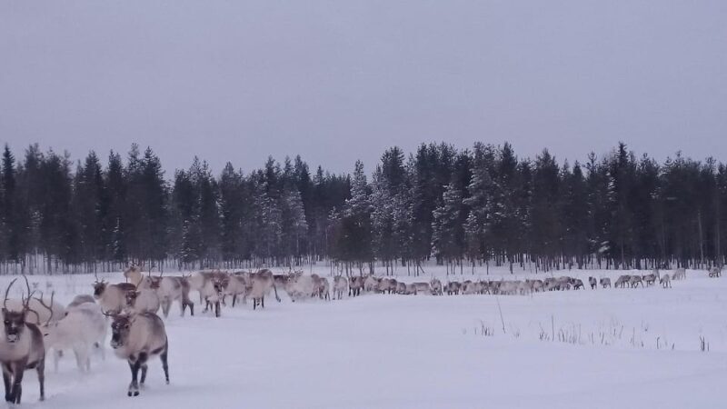 Rovaniemi: Private reindeer farm visit & culture experience - Who Should Book This Tour?