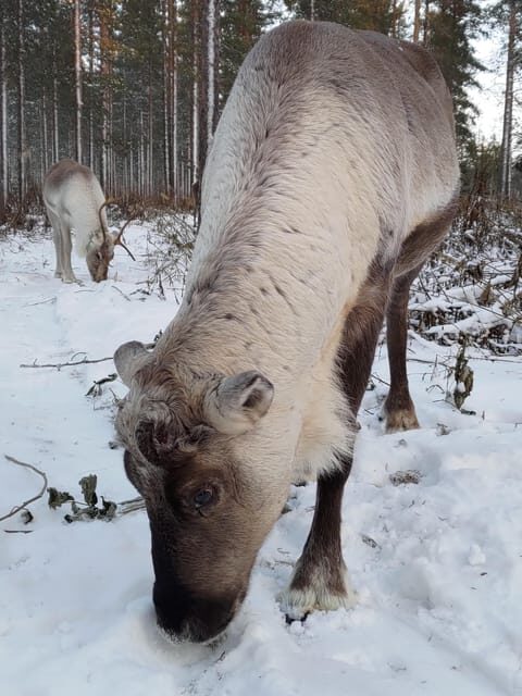 Rovaniemi: Private reindeer farm visit & culture experience - Final Thoughts