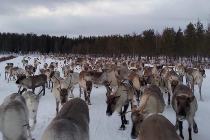 Rovaniemi: Private reindeer farm visit & culture experience - FAQs