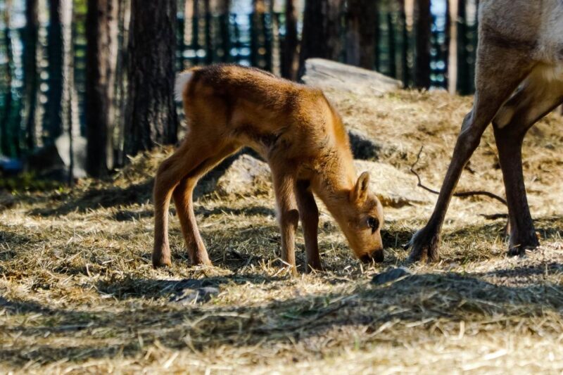 Rovaniemi: Quad Bike Safari, Reindeer & Husky Farm Visit - FAQ