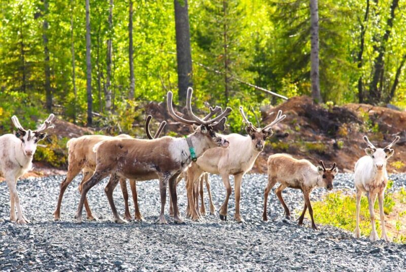 Rovaniemi: Quad Bike Wilderness Safari - Key Points