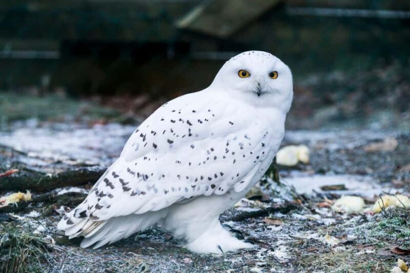 Rovaniemi: Ranua Wildlife Park Day Trip - Key Points