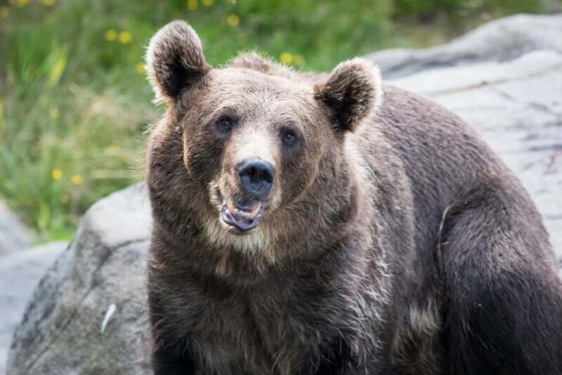 Rovaniemi: Ranua Wildlife Park Day Trip - What Makes This Tour Stand Out