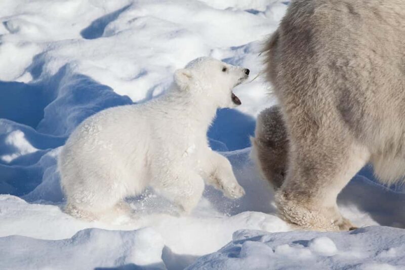 Rovaniemi: Ranua Wildlife Park Day Trip - Final Thoughts: Is It Worth It?