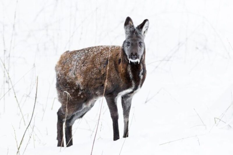 Rovaniemi: Ranua Zoo Entry Ticket w/ Walking Tour and Lunch - Key Points