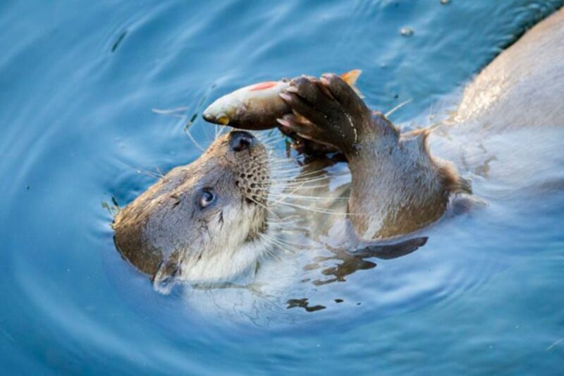 Rovaniemi: Ranua Zoo Entry Ticket w/ Walking Tour and Lunch - What to Expect from Your Day at Ranua Zoo
