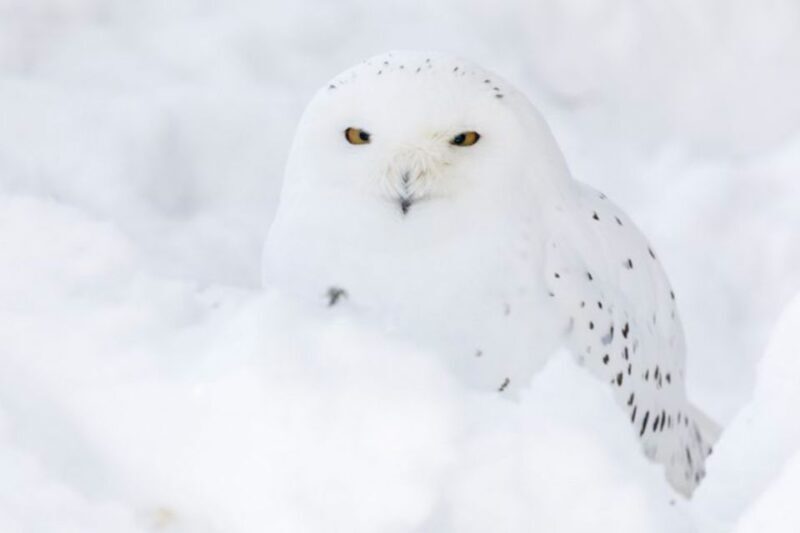 Rovaniemi: Ranua Zoo Entry Ticket w/ Walking Tour and Lunch - Why This Tour Works Well