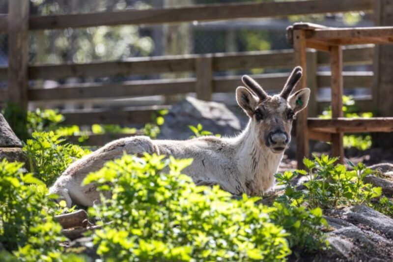Rovaniemi: Ranua Zoo Entry Ticket w/ Walking Tour and Lunch - The Sum Up