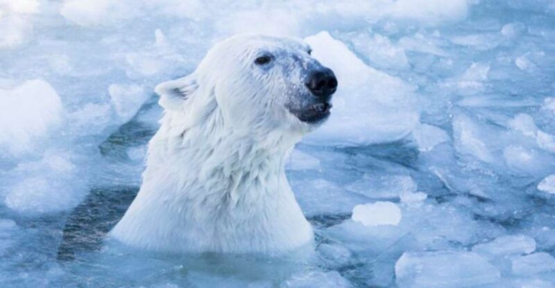 Rovaniemi: Ranua Zoo Entry Ticket w/ Walking Tour and Lunch - FAQs