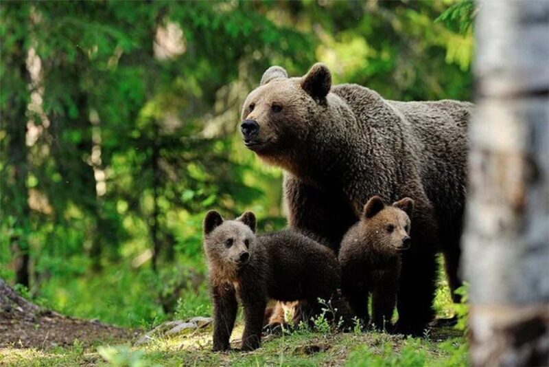 Rovaniemi: Ranua Zoo Entry Ticket with BBQ Picnic - Key Points