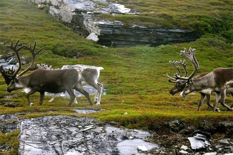 Rovaniemi: Ranua Zoo Entry Ticket with BBQ Picnic - Introduction: Why This Tour Stands Out