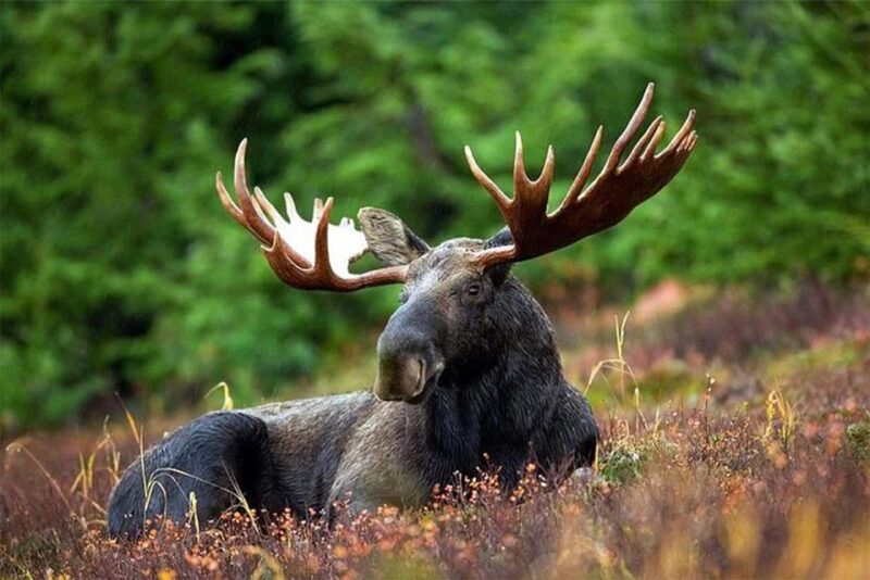 Rovaniemi: Ranua Zoo Entry Ticket with BBQ Picnic - Guided Tour: Knowledge and Stories at Every Turn