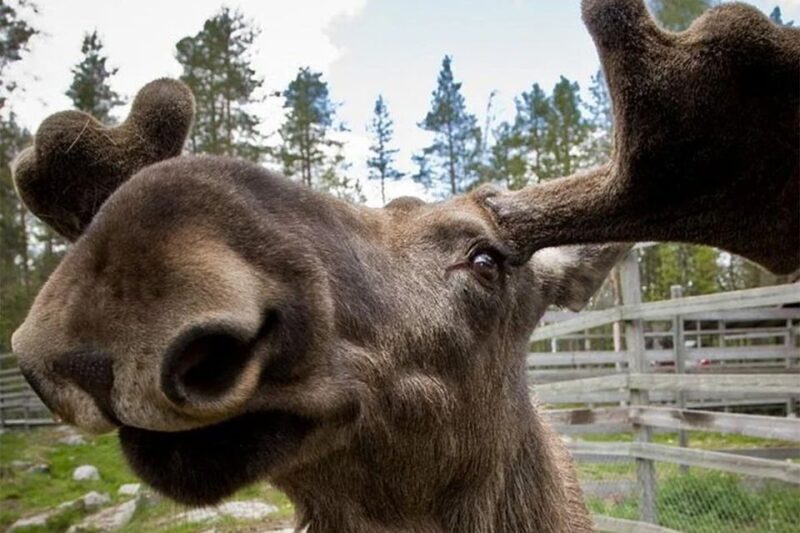 Rovaniemi: Ranua Zoo Entry Ticket with BBQ Picnic - FAQ