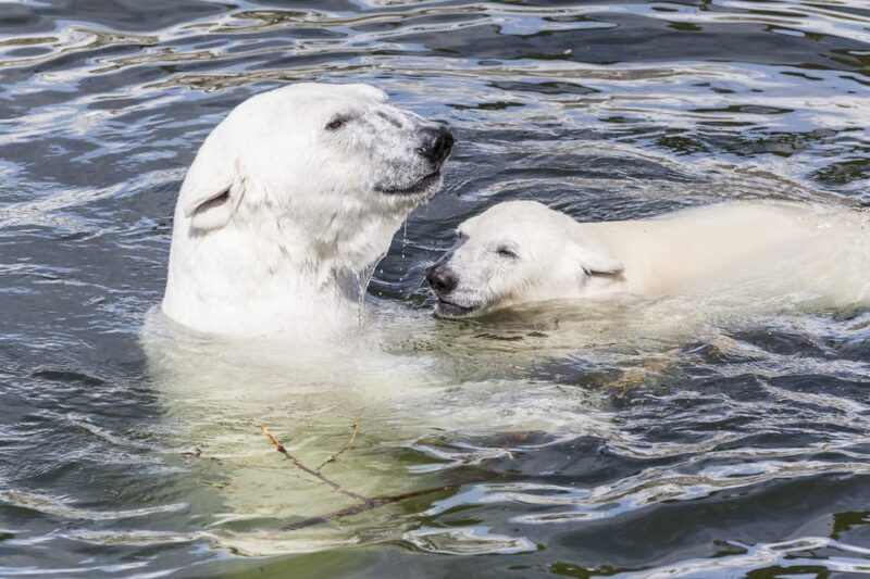 Rovaniemi: Ranua Zoo Visit with Lunch - Key Points