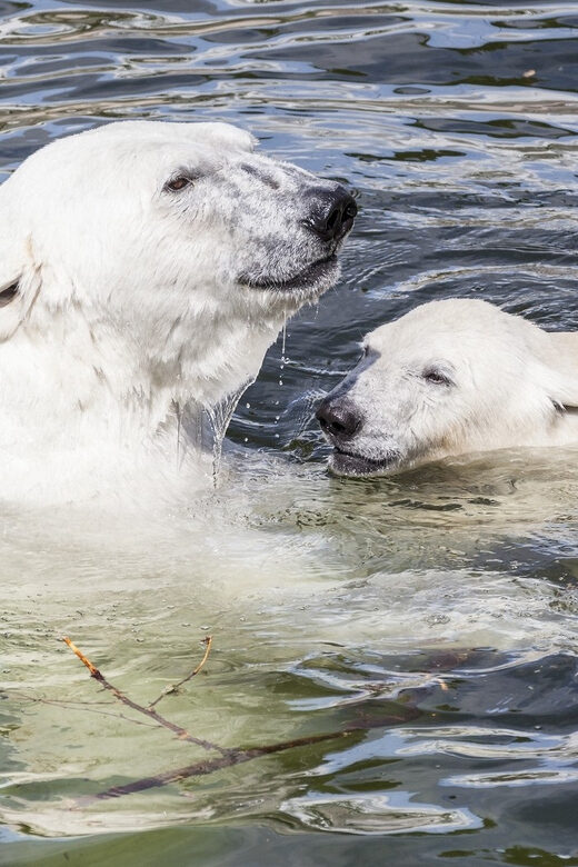 Rovaniemi: Ranua Zoo Visit with Lunch - Exploring the Itinerary: What You Can Expect