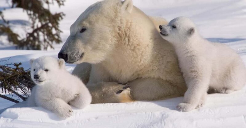 Rovaniemi: Ranua Zoo Visit with Lunch - Why This Tour Leaves a Lasting Impression