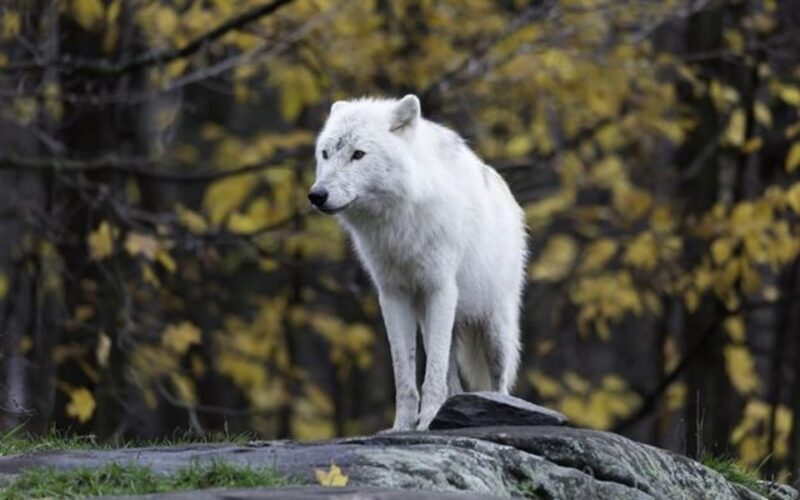 Rovaniemi: Ranua Zoo Visit with Lunch - Frequently Asked Questions