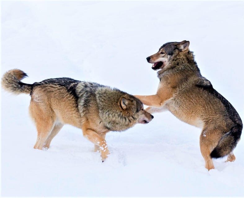 Rovaniemi: Ranua Zoo Wildlife Park Tour with hotel pickup - In-Depth Review of the Ranua Wildlife Park Tour